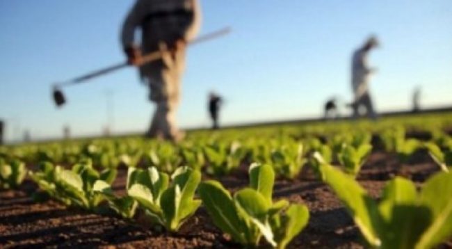 Bujqësia nuk është në ditët më të mira