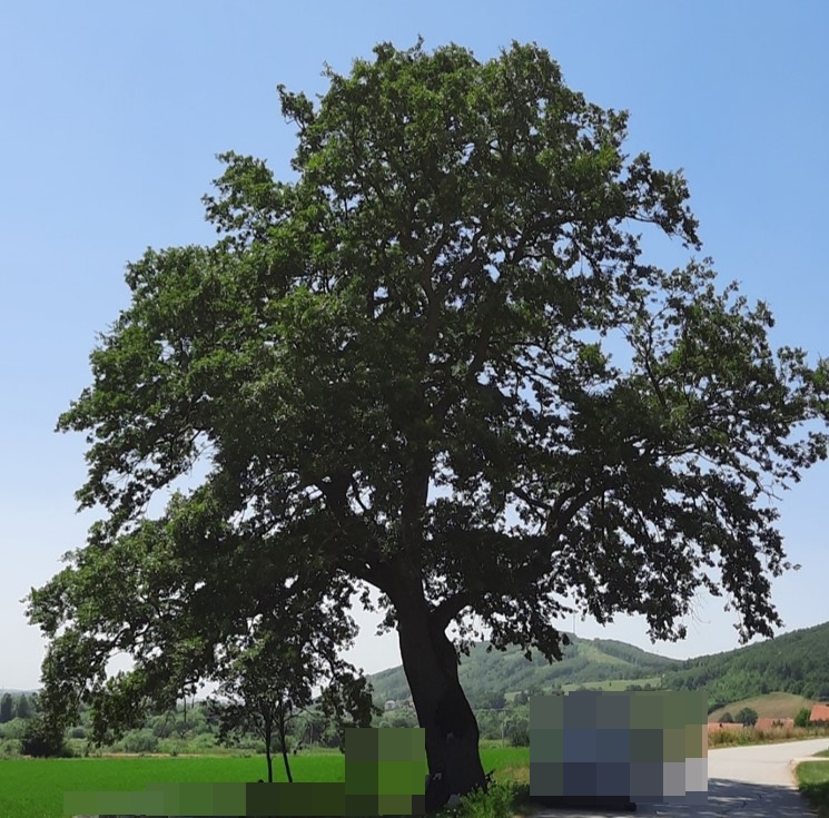 Merret një vendim për Trungun e Qarrit në Lupç të Poshtëm të Podujevës Merret një vendim për Trungun e Qarrit në Lupç të Poshtëm të Podujevës