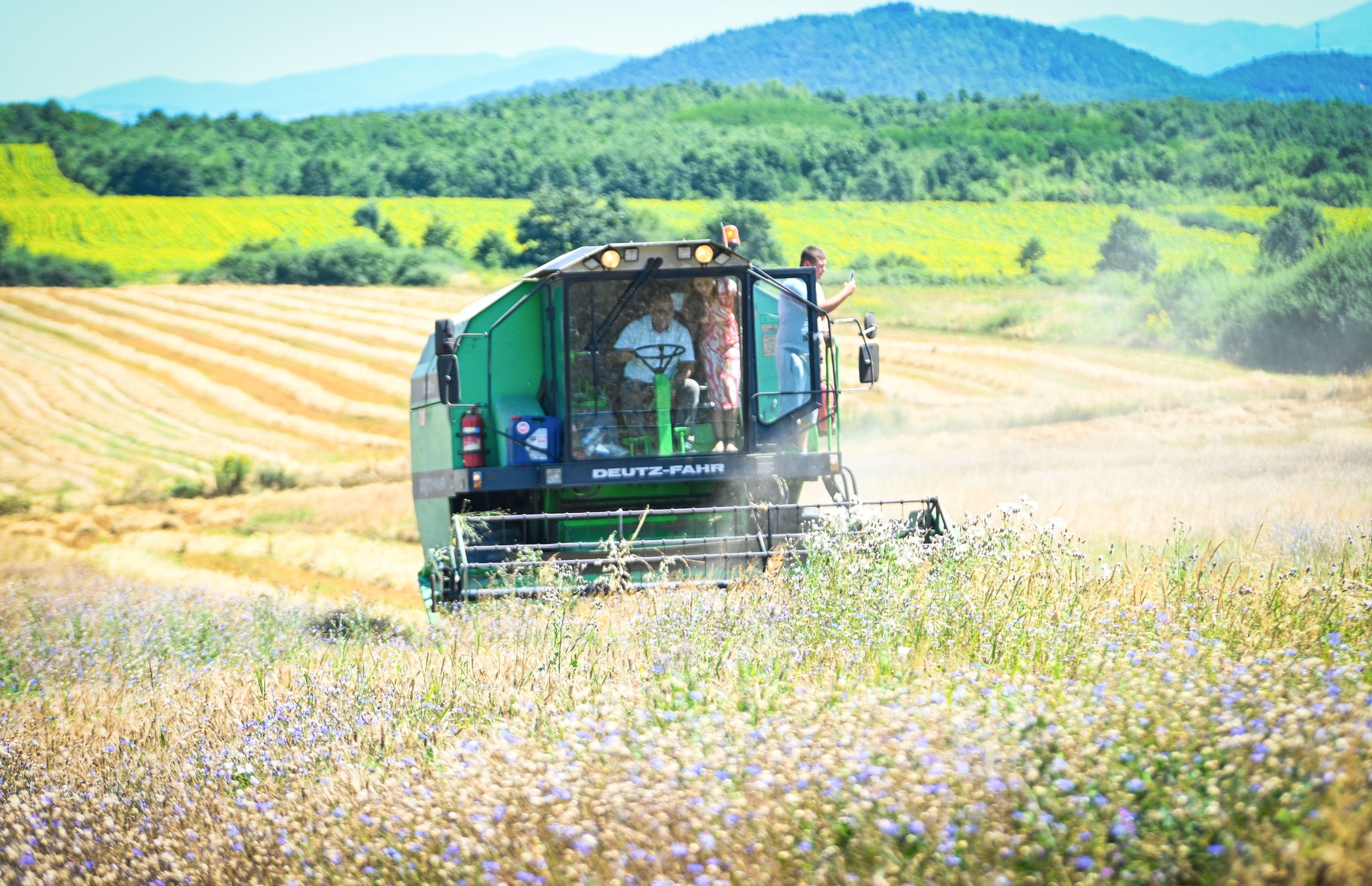 Rekord rendimentesh me grurë sivjet në Podujevë, më të lartat që nga ...